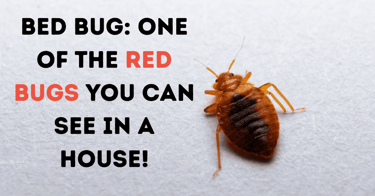 20 Red Bugs You Can Find in a House - Doctor Sniffs