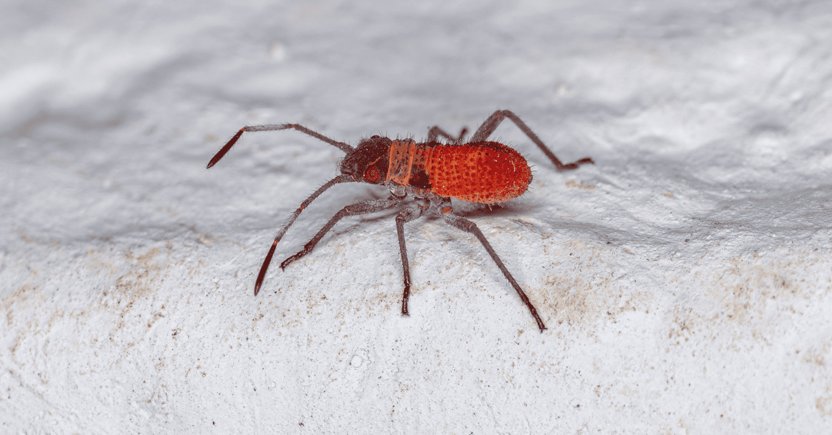 20 Red Bugs You Can Find in a House - Doctor Sniffs