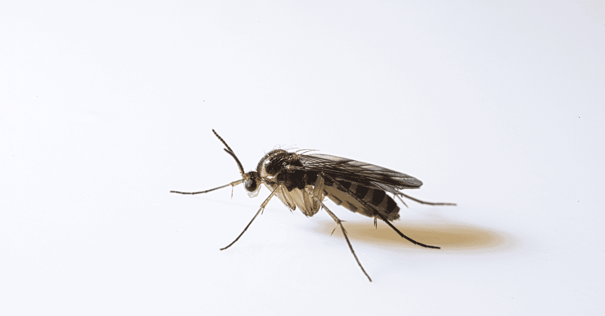 Gnats in the House? These 7 Things Might Be to Blame