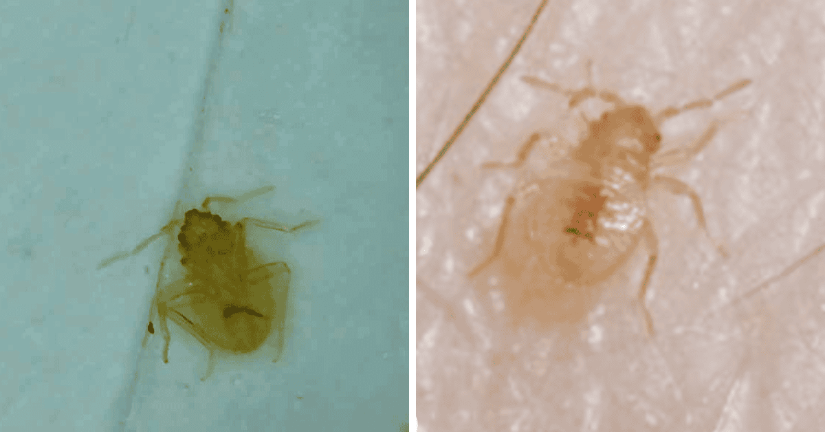 5 Facts About Bed Bug Nymphs (Baby Bed Bugs)